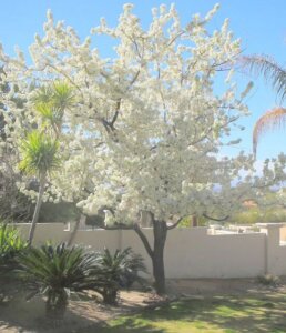 Pyrus kawakamii - Horticulture Unlimited