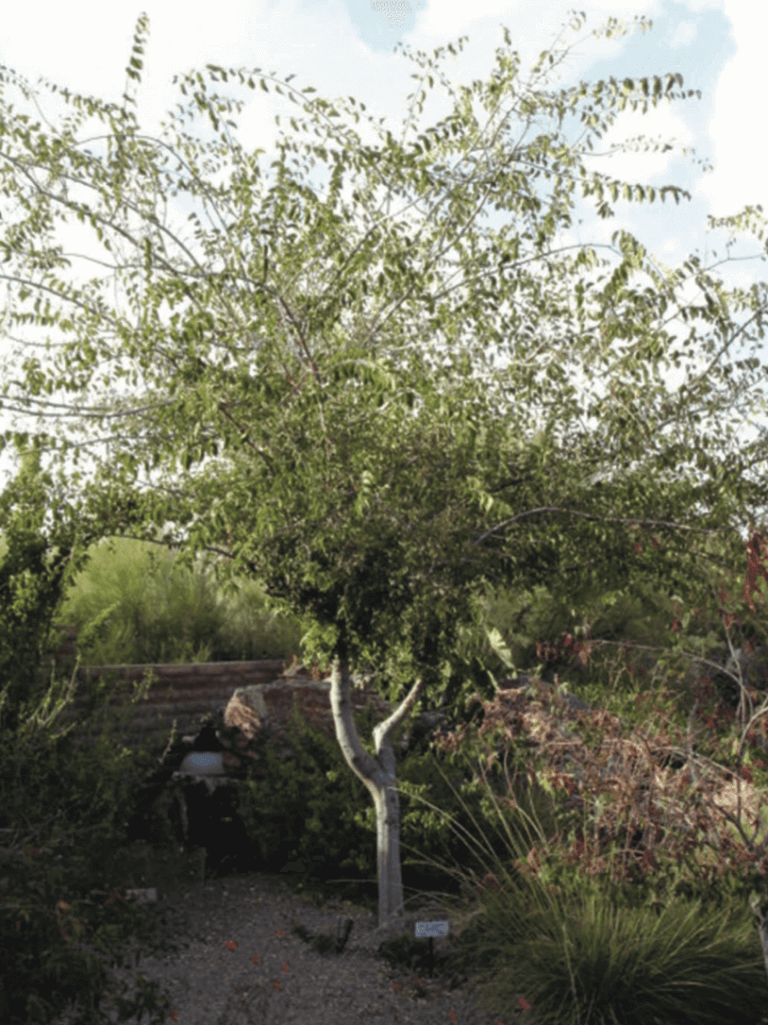 Celtis laevigata var. reticulata - Netleaf Hackberry - Horticulture ...