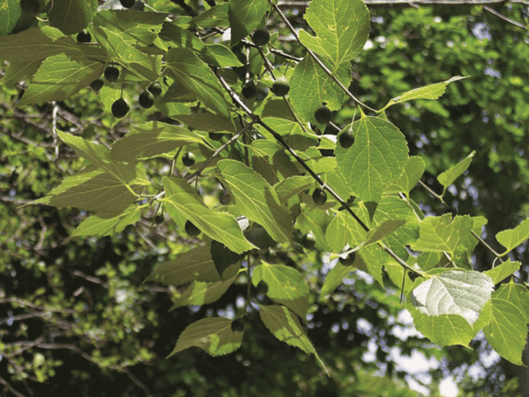 Celtis laevigata var. reticulata - Netleaf Hackberry - Horticulture ...