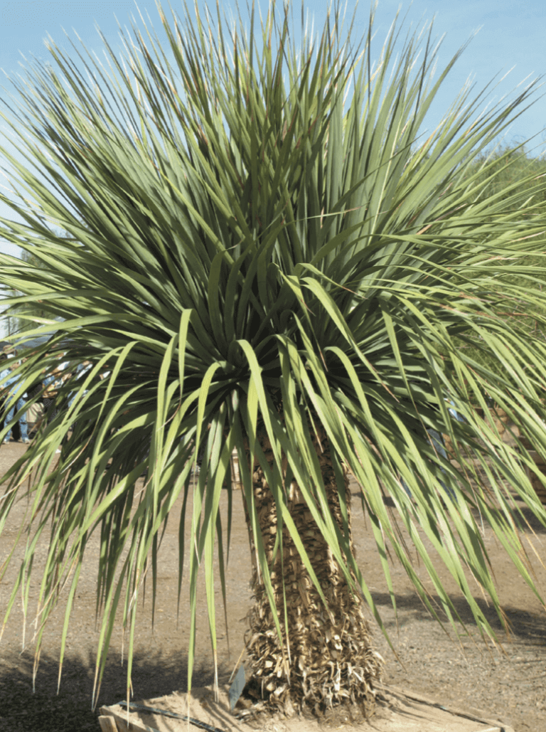 Blue Nolina - Nolina nelsonii - Horticulture Unlimited