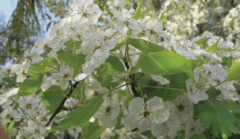 Evergreen Pear - Pyrus kawakamii (medium-sized tree) - Horticulture ...