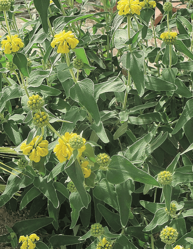 Jerusalem Sage, Phlomis fruticosa (Medium-sized, perennial shrub ...
