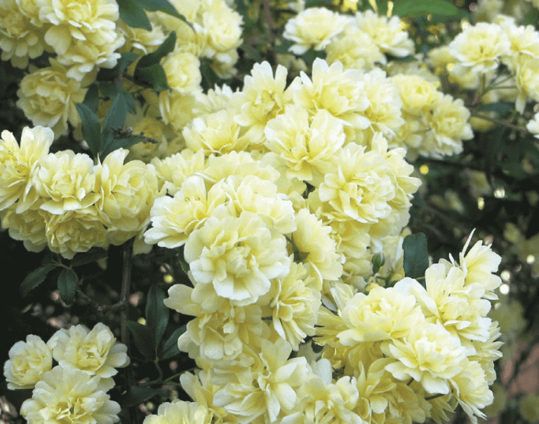 Lady Banks Rose Vine - Rosa banksiae (Vines and climbers ...