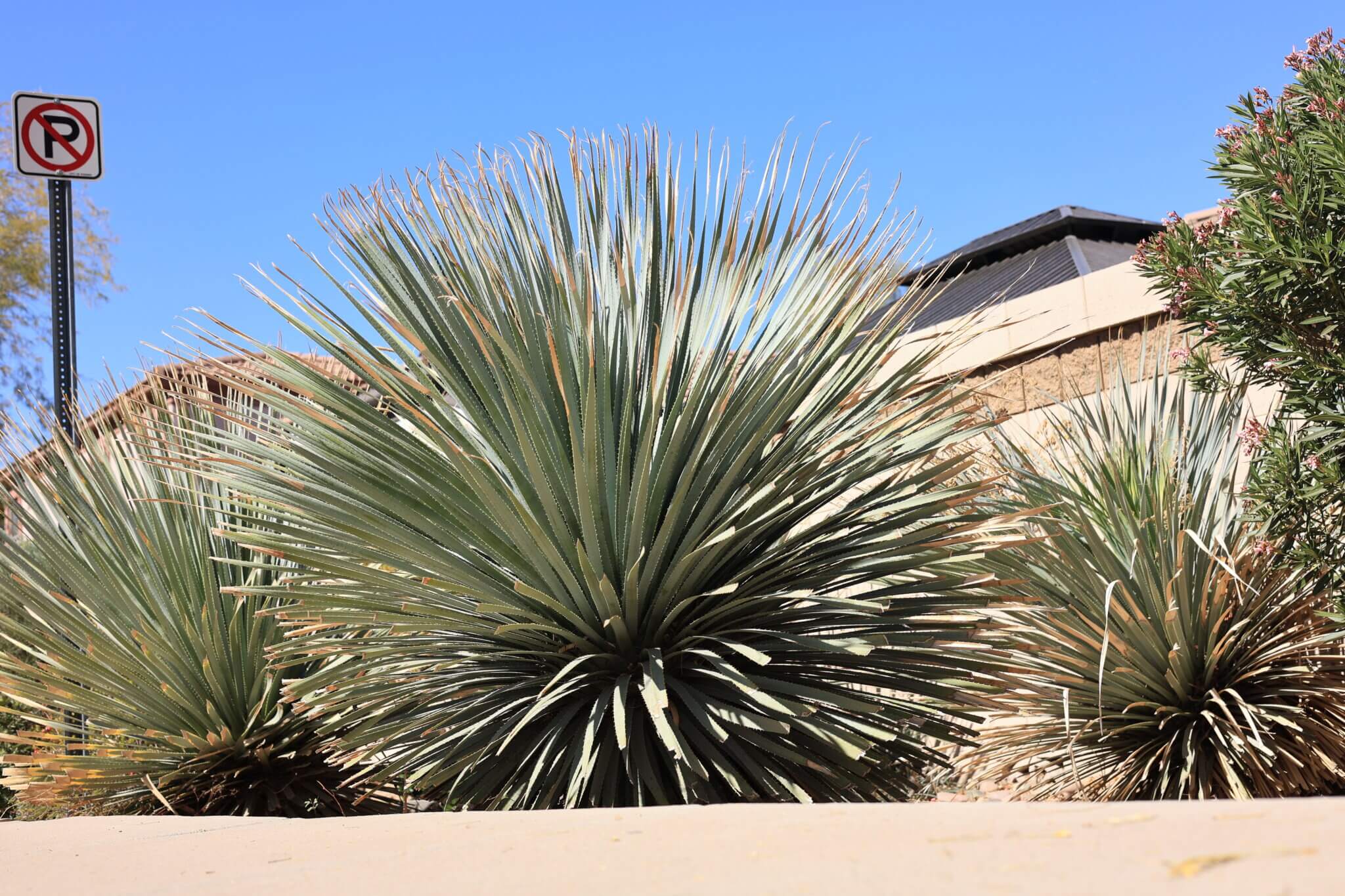 Native Plants that Thrive in Tucson Winters - Horticulture Unlimited
